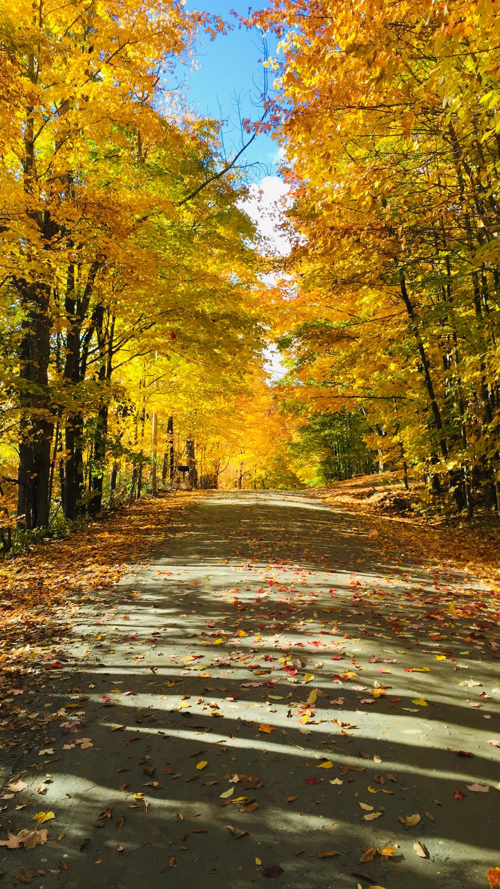 Pure Organic Vermont Maple Syrup. From Our Trees to Your Table – Barred ...
